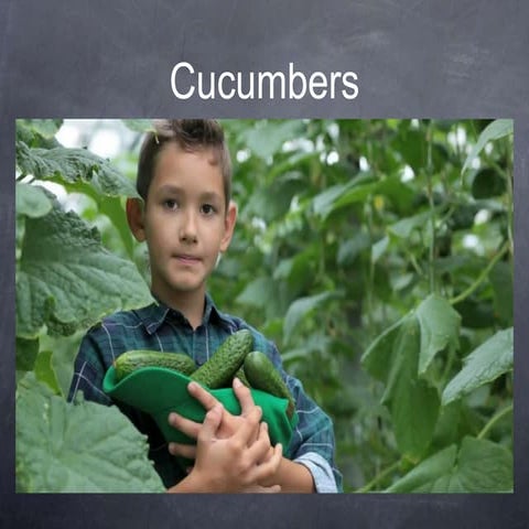 Cucumber slideshow (2) | PPT