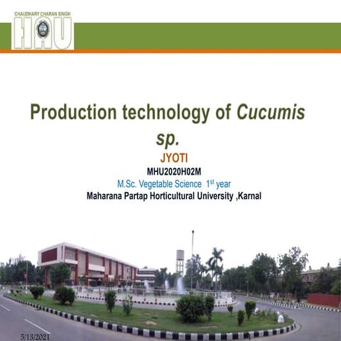 Cucumber | PPT