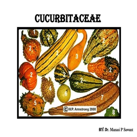 Comprehensive Botanical Overview of Cucurbitaceae Family ...