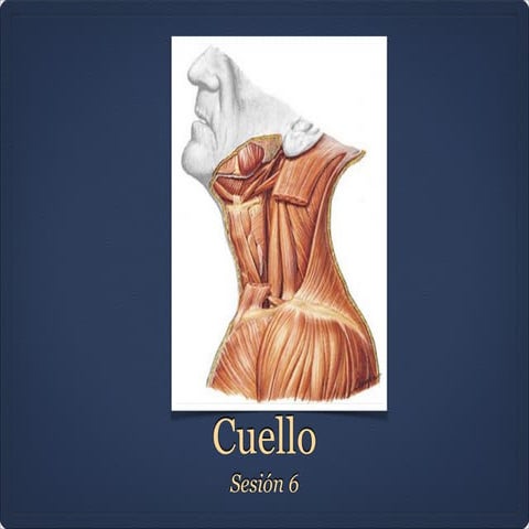 Anatomia del cuello UANCV odontologia | PPTX