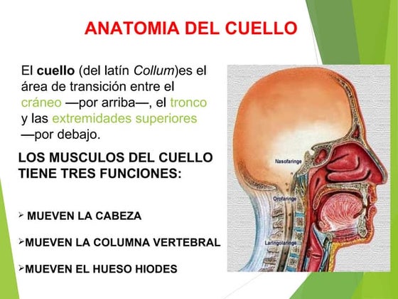 Anatomía De Los Tejidos Blandos Del Cuello Evaluación Anatómica Del