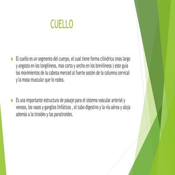 Cuello Anatomia Dossier Josef Perez Lopez | PDF