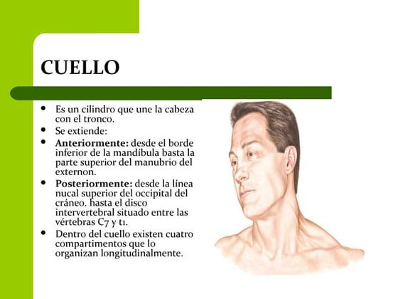 Región axilar anatomia | PPT