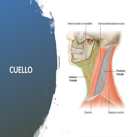 MÚSCULOS DEL CUELLO DESCRIPCIÓN ORIGEN INSERCIÓN E INERVACION | PDF