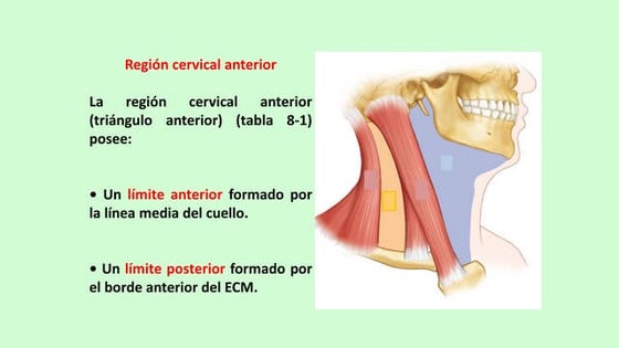 Triangulos anatomicos del cuello | PPT