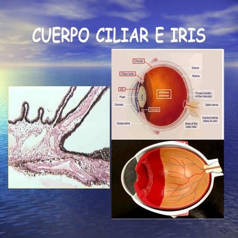 Cuerpo ciliar e iris | PPT