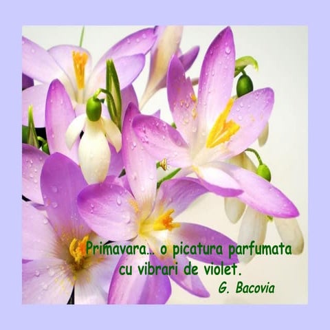 Culoarea Violet | PPS