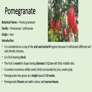 Cultivation and Production of Pomegranate.pptx
