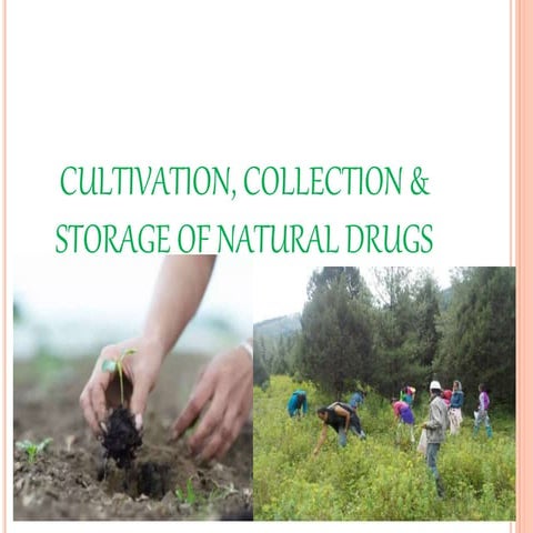 Cultivation, collection & storage.pptx