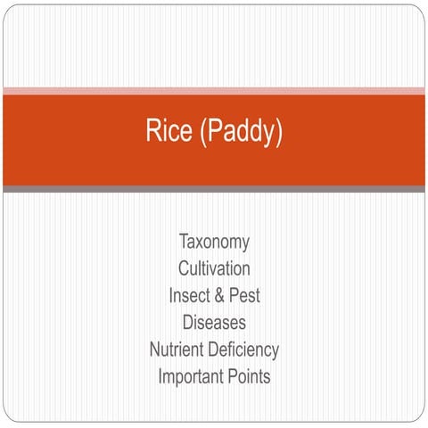 Cultivation of rice (paddy) | PPT