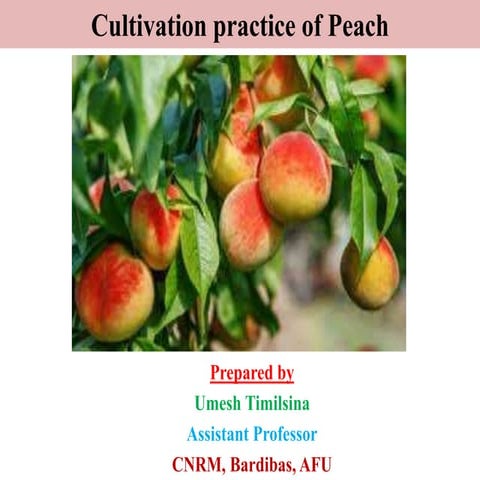 Cultivation practice of peach in Nepal.pptx