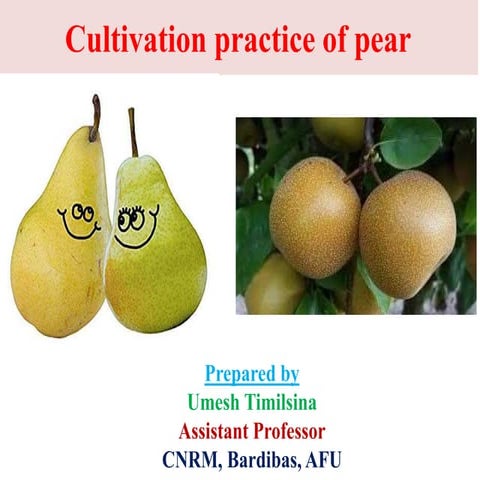 Cultivation Practice of pear in Nepal.pptx