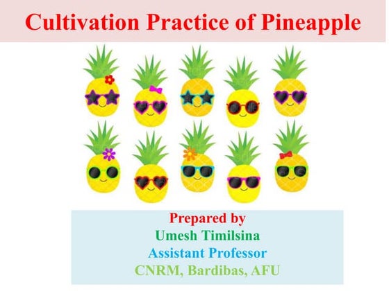 Pineapple | PPTX