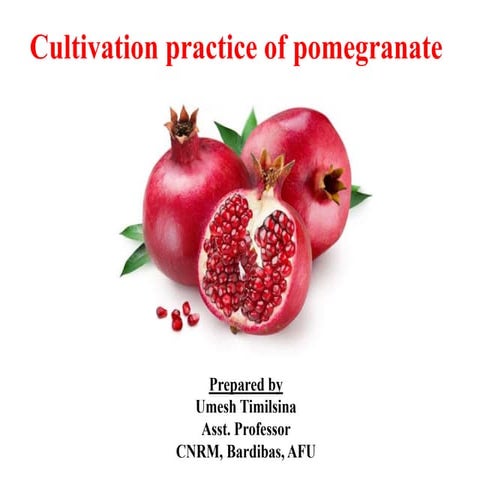 Cultivation practice of pomegranate.pptx