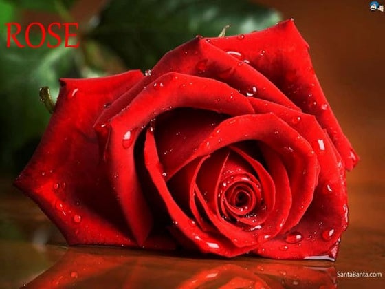 Rose Information in English-Rose Information for Project-Rose ...