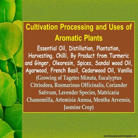 Cultivation Processing and Uses of Aromatic Plants, Essential Oil ...