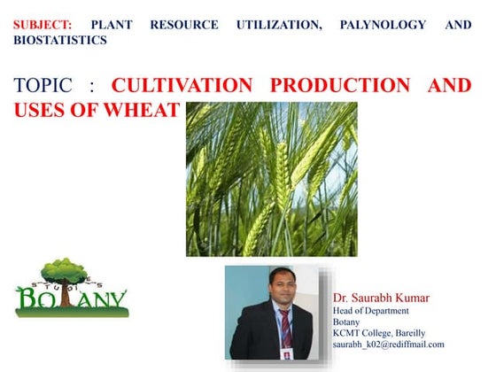 Economic Botany : Cereals : Wheat | PPTX | Gardening | Home & Garden