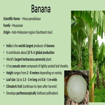 Cultivation & Production of Banana Fruit Crop.pptx