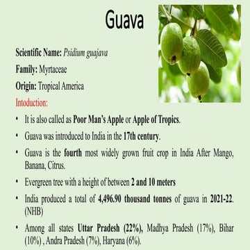 Guava | PPTX