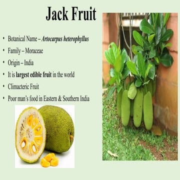 Cultivation & Production of Jack fruit.pptx