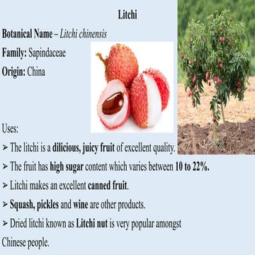 Cultivation and Production of Litchi.pptx