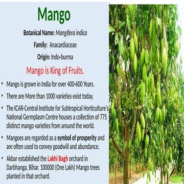 Mango cultivation practices | PPTX