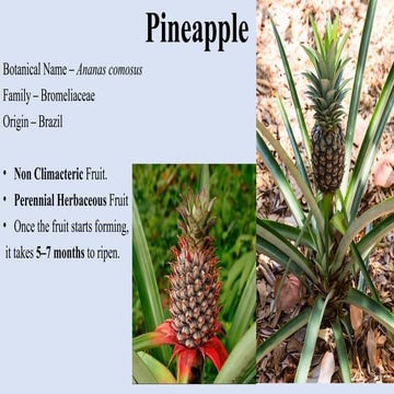 Cultivation & Production of Pine Apple.pptx