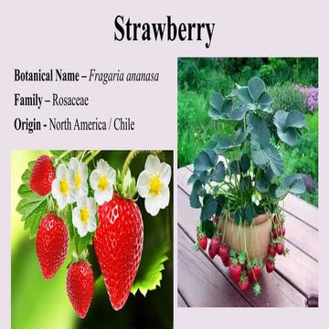 Cultivation & Production of Strawberry.pptx