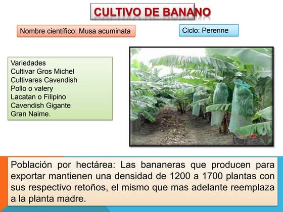 Morfologia De La Planta De Banano | PPT