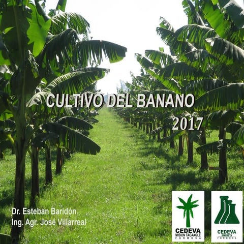 CULTIVO DE BANANO 2017.pdf