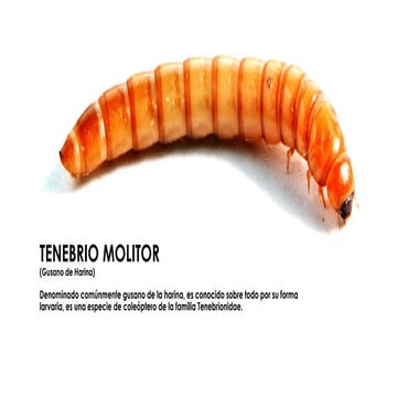 Diagrama del cultivo de tenebrio molitor | PDF