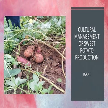 Sweet-Potato-Learning-Guide in the Philippines | DOCX