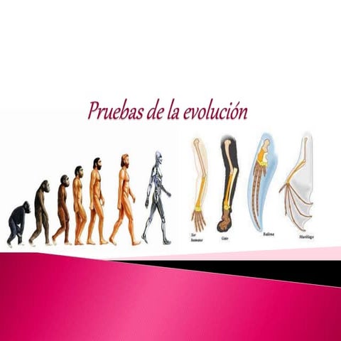 Pruebas de la evolución | PPTX