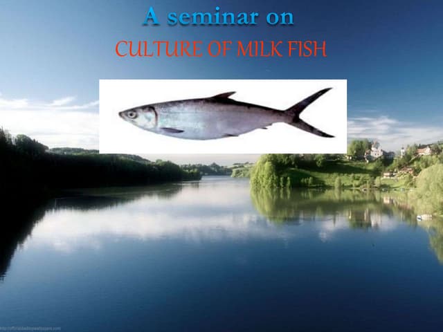 Milkfish culture report | PPTX