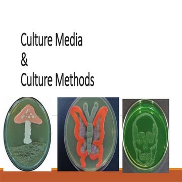 Isolation & Identification of Microorganism | PPTX