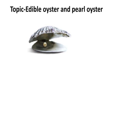 CULTURE OF PEARL OYSTERS.pptx | Zoos & Aquariums | Attractions
