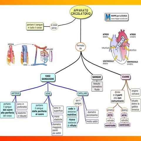 cuore bello robusto belloso bello belloso | PDF