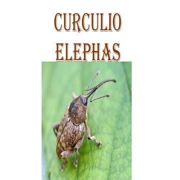 Curculio elephas | ODP