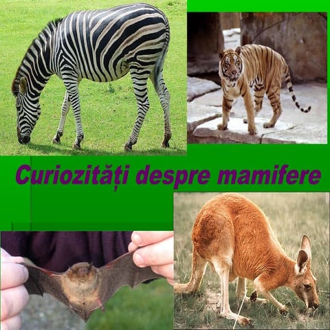Curiozitati despre mamifere | PPT