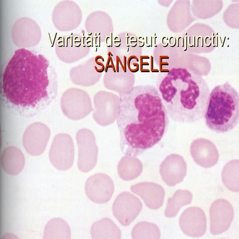 Curs 9-histo-sangele | PPT