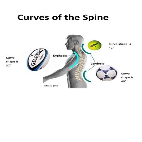 Curves of the spine | PDF