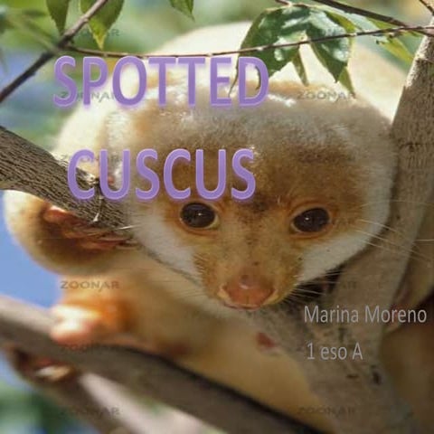 Spotted Cuscus | PPTX
