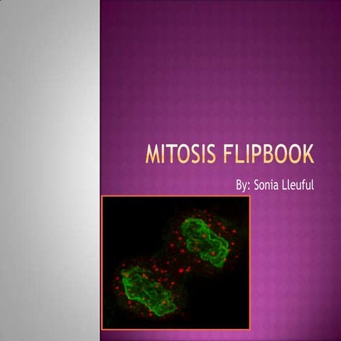 Mitosis Flipbook | PPTX