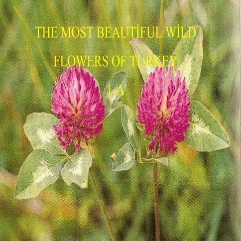 The Most Beautiful Wild Flowers of Turkey 1-A.pps