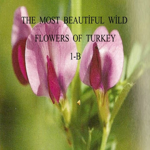 The Most Beautiful Wild Flowers of Turkey 1.pps