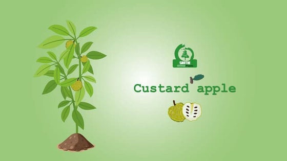 Custard apple crop ppt | PPTX