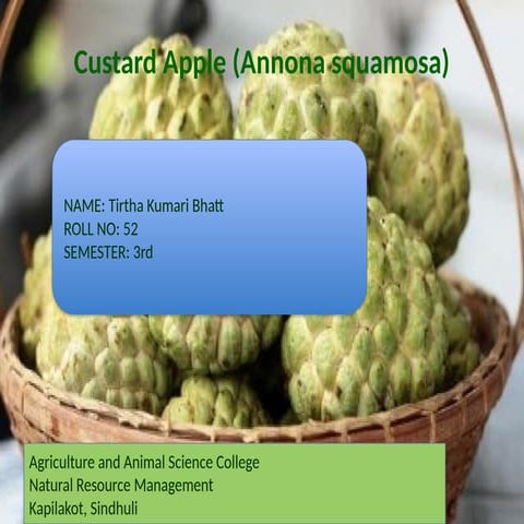 Custard_Apple_ cultivation practice and health benefits | PPTX
