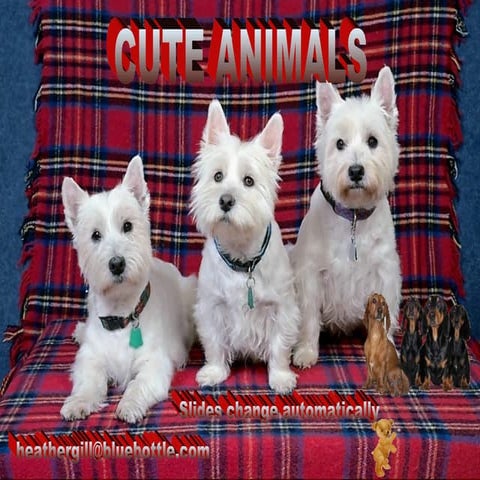 Cute Animals 01 | PPS