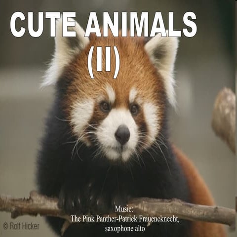 Cute Animals II | PPT