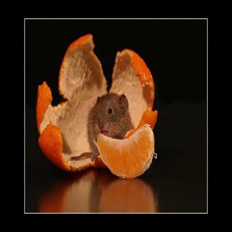 Cute Pictures - 2005 | PPS